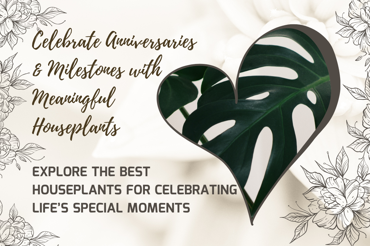 Celebrate Anniversaries & Milestones with Meaningful Houseplants ...