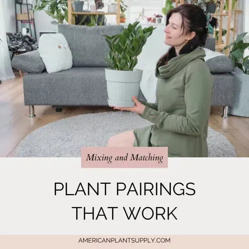 Mixing and Matching: Plant Pairings That Work – American Plant Supply