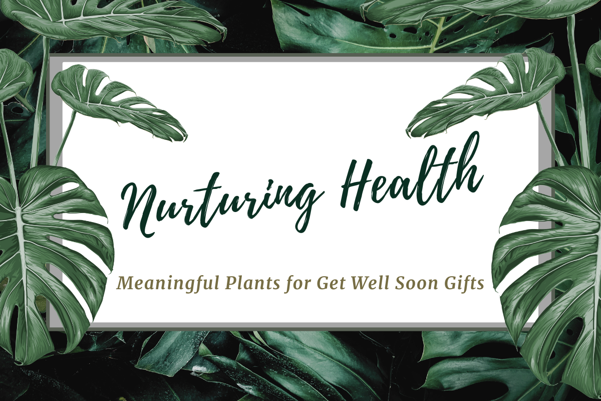 Nurturing Health: Meaningful Plants for Get Well Soon Gifts – American ...