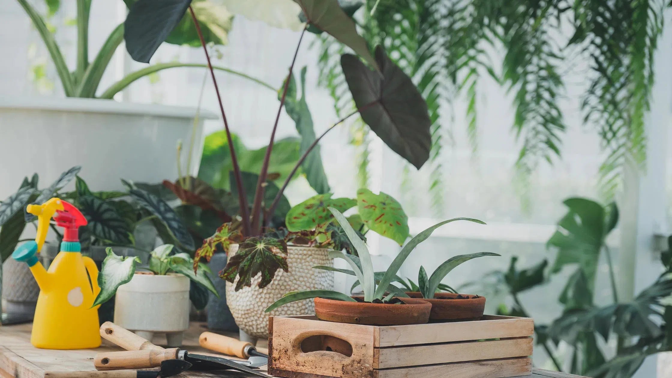 American Plant Supply - Shop All Plants