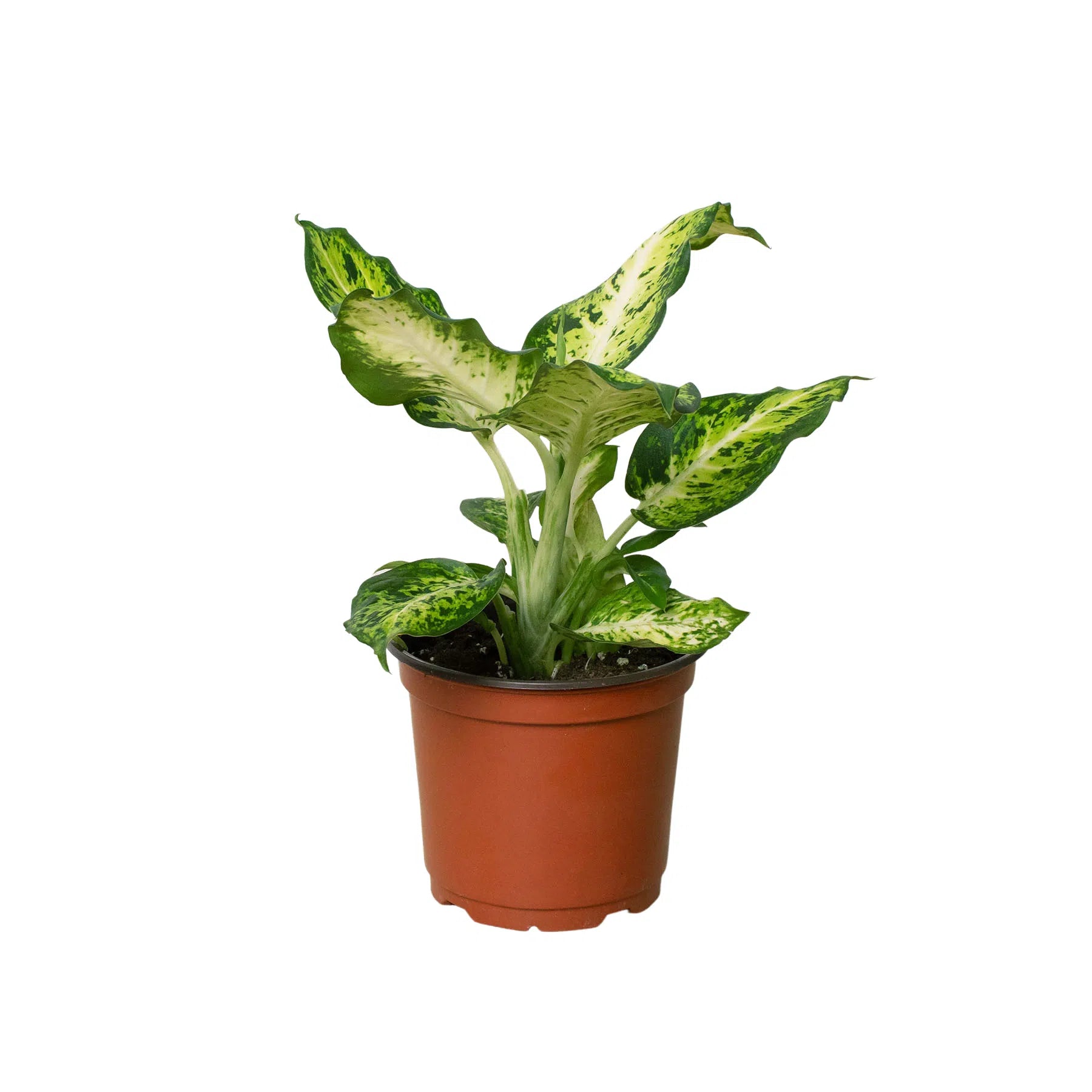 Dieffenbachia 'Amy' exclusive at American Plant Supply