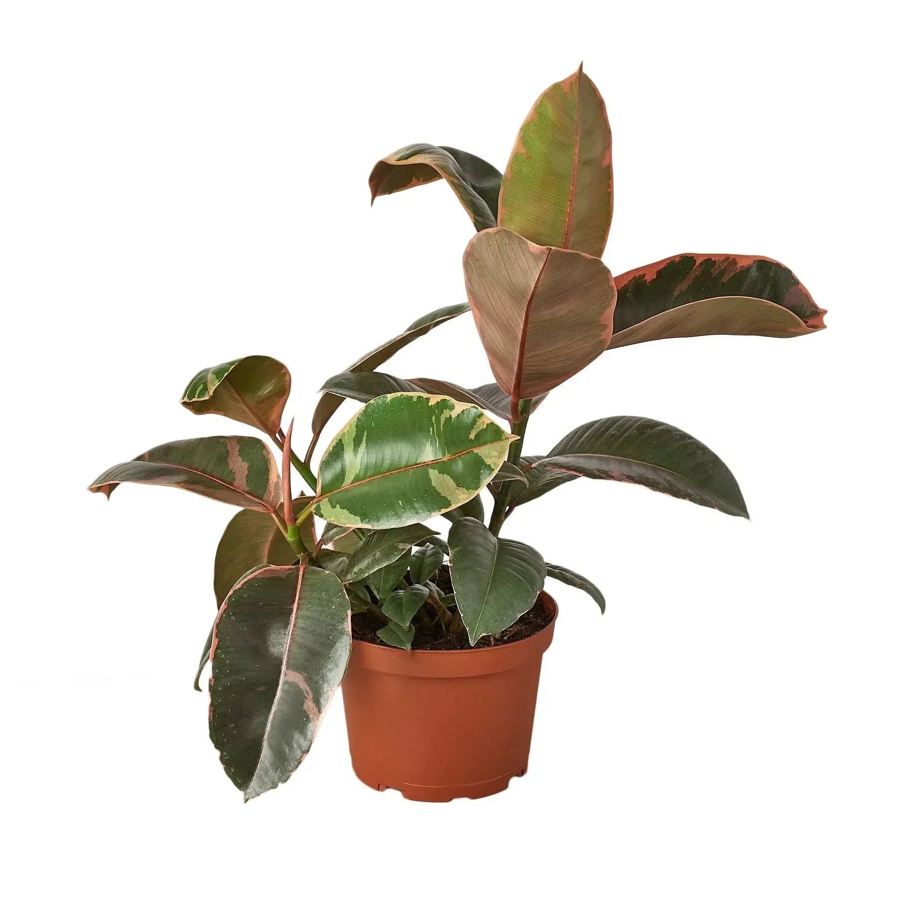 Ficus Elastica 'Ruby Pink' exclusive at American Plant Supply