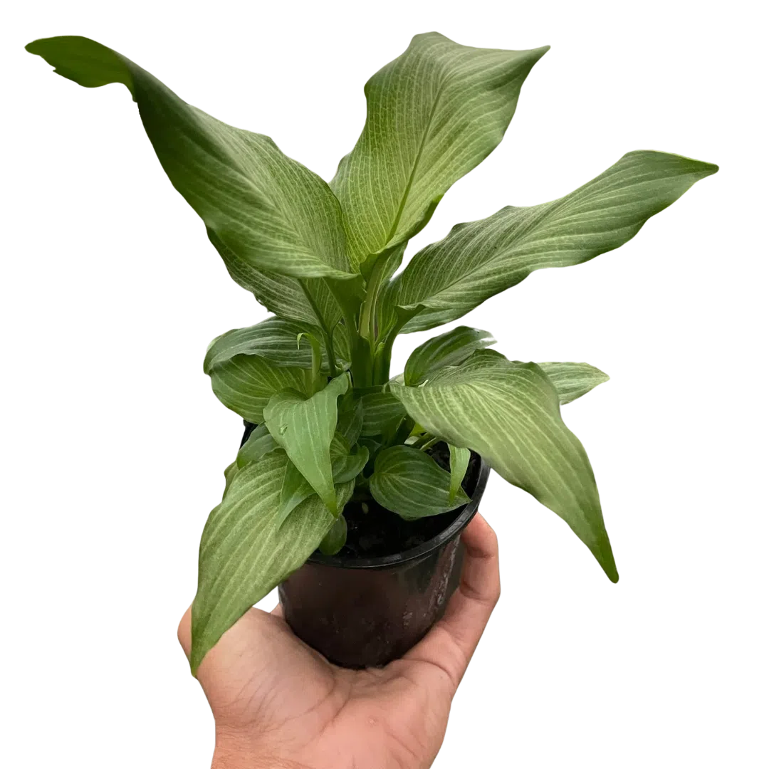 Spathiphyllum 'Platinum Mist' exclusive at American Plant Supply